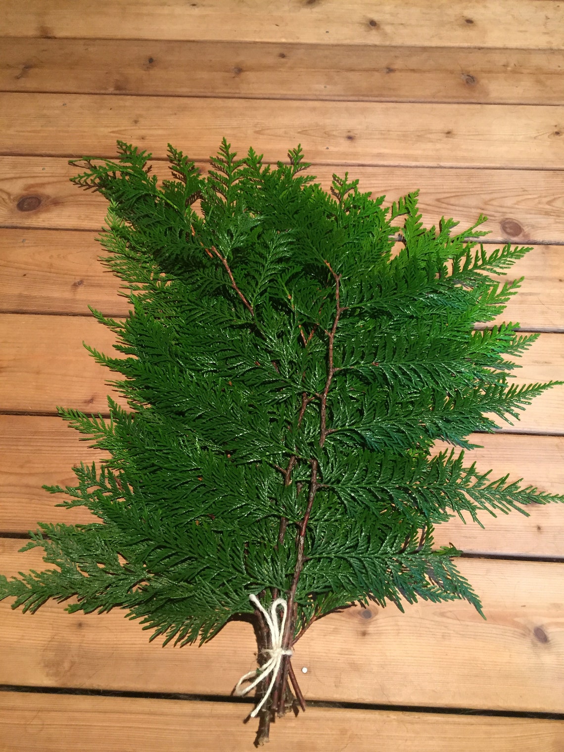 Fresh Cut Western Red Cedar Bunch 20 Inch-evergreen Branches - Etsy