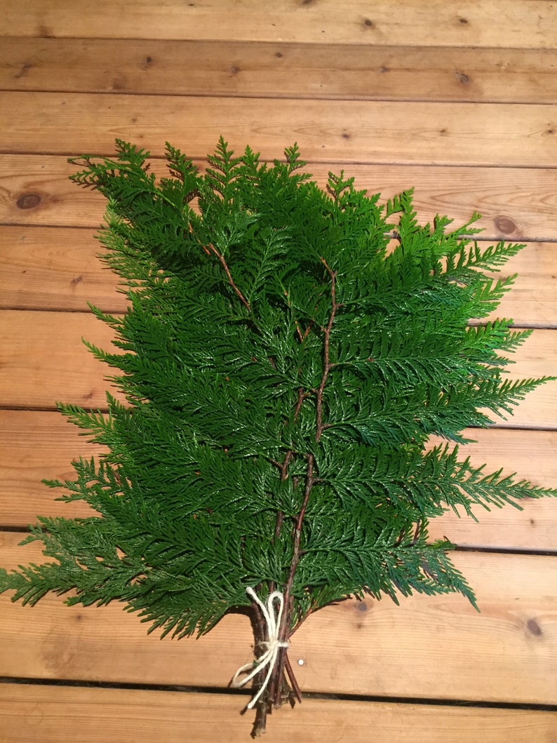 Fresh Cut Western Red Cedar Bunch 20 Inch-evergreen Branches - Etsy