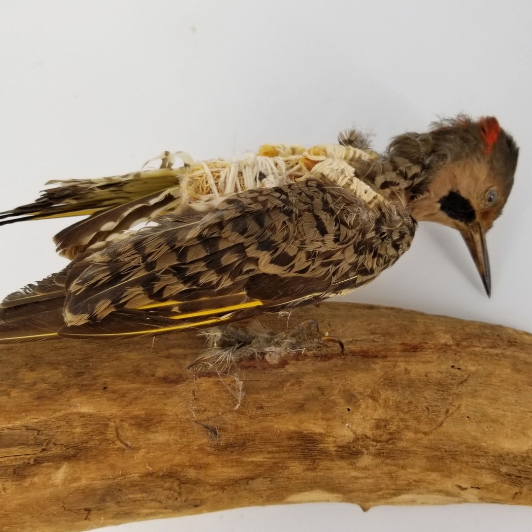 Bird Taxidermy Oddity Real Northern Flicker Stuff Mounted Twine Color ...