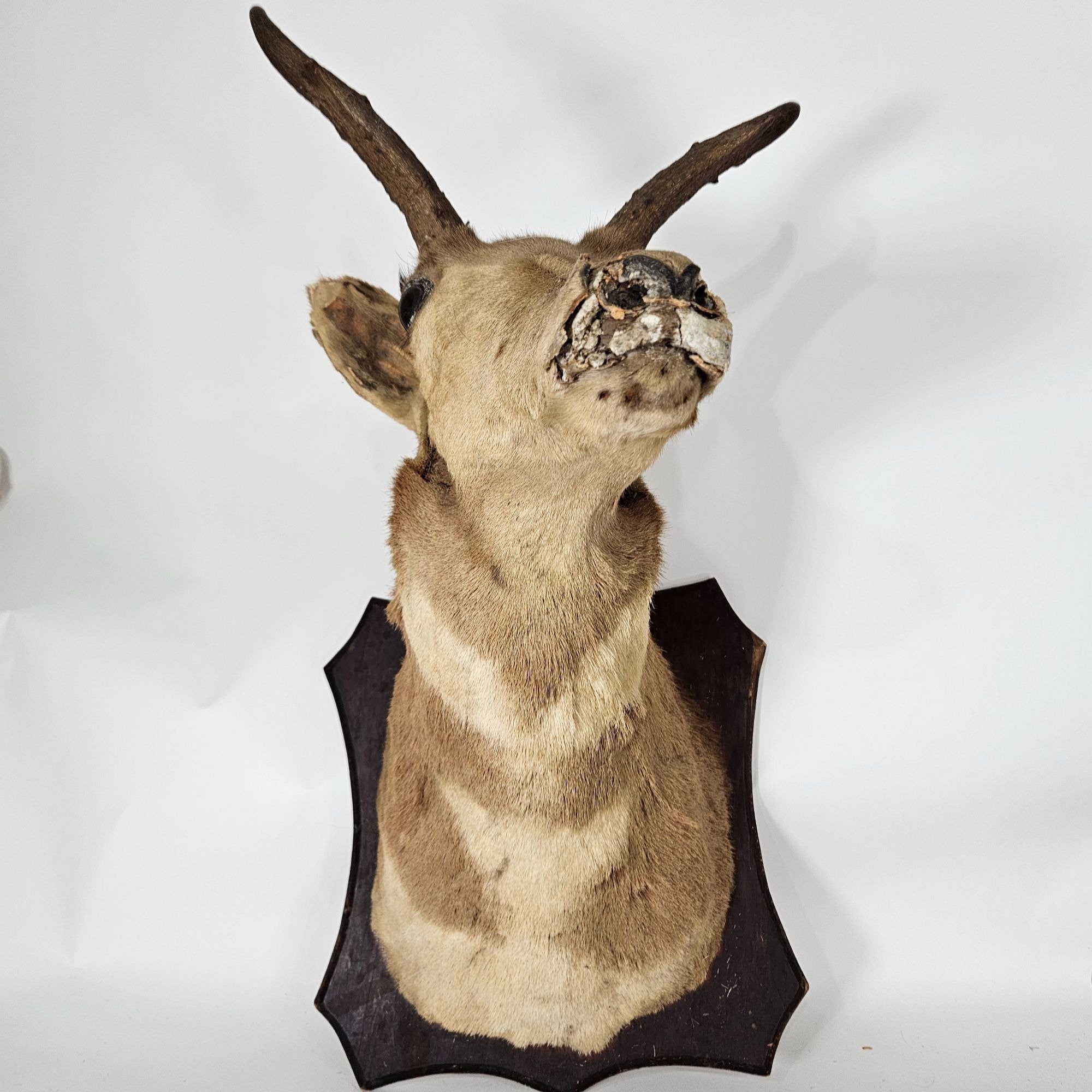 Antelope Deer Pronghorn Head Shoulder Mount Taxidermy Left Facing Log ...