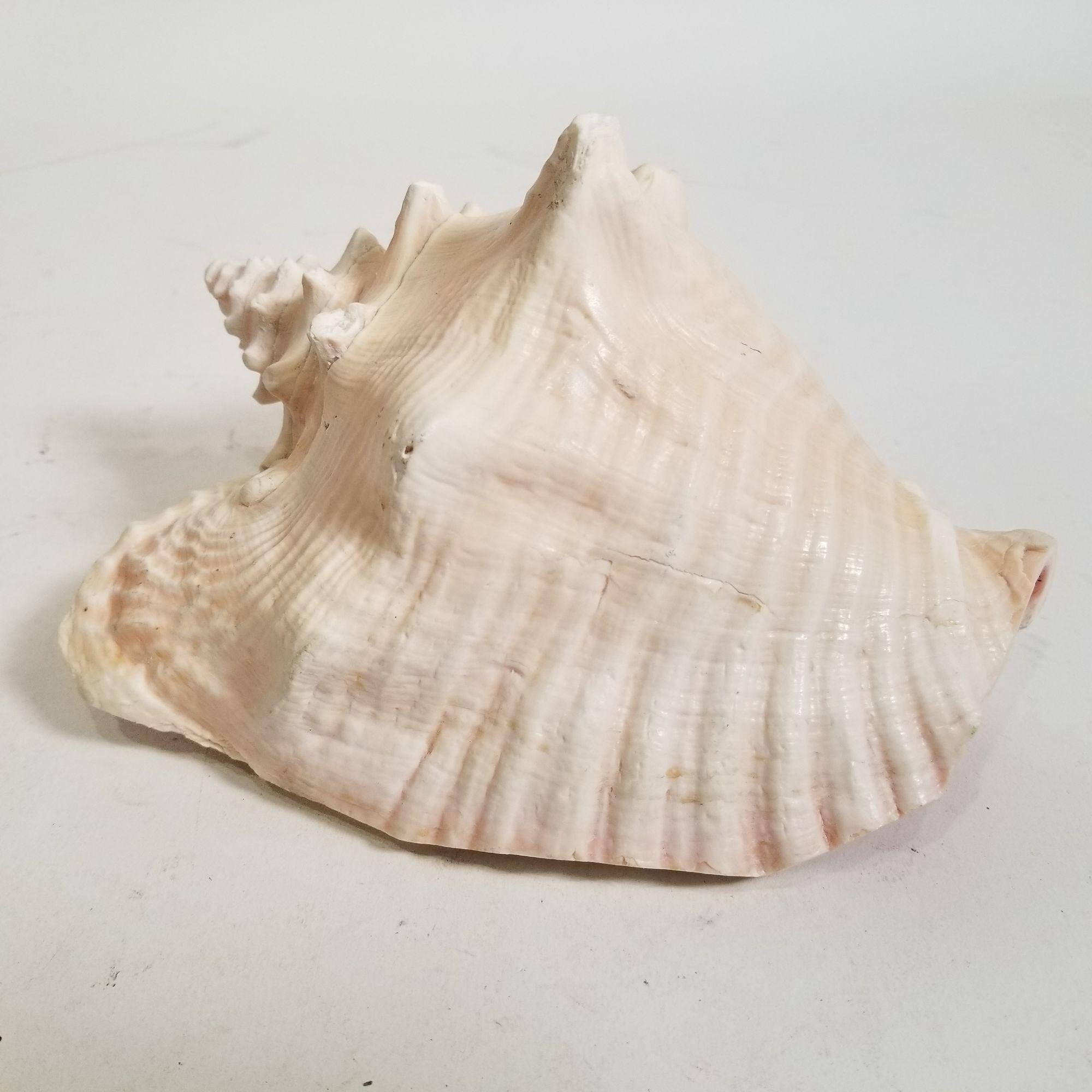 Large Queen Conch Sea Shell 8" Natural Pink 4 Lbs Nautical Decor - Etsy