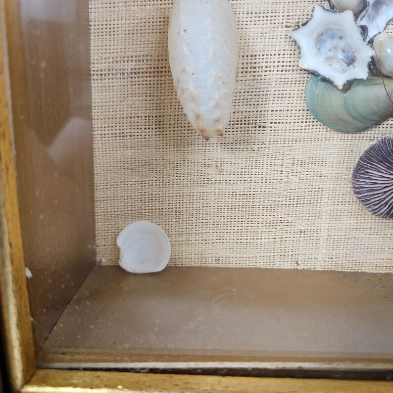 Vint Hawaiian Sea Shell Beach Tiki Folk Art Wall Shadow Box Framed ...