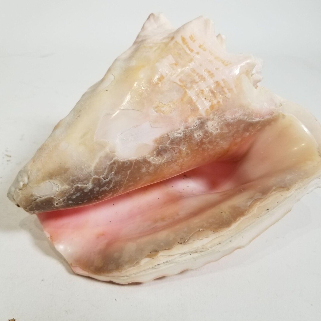 Large Queen Conch Sea Shell 8" Natural Pink 4 Lbs Nautical Decor - Etsy
