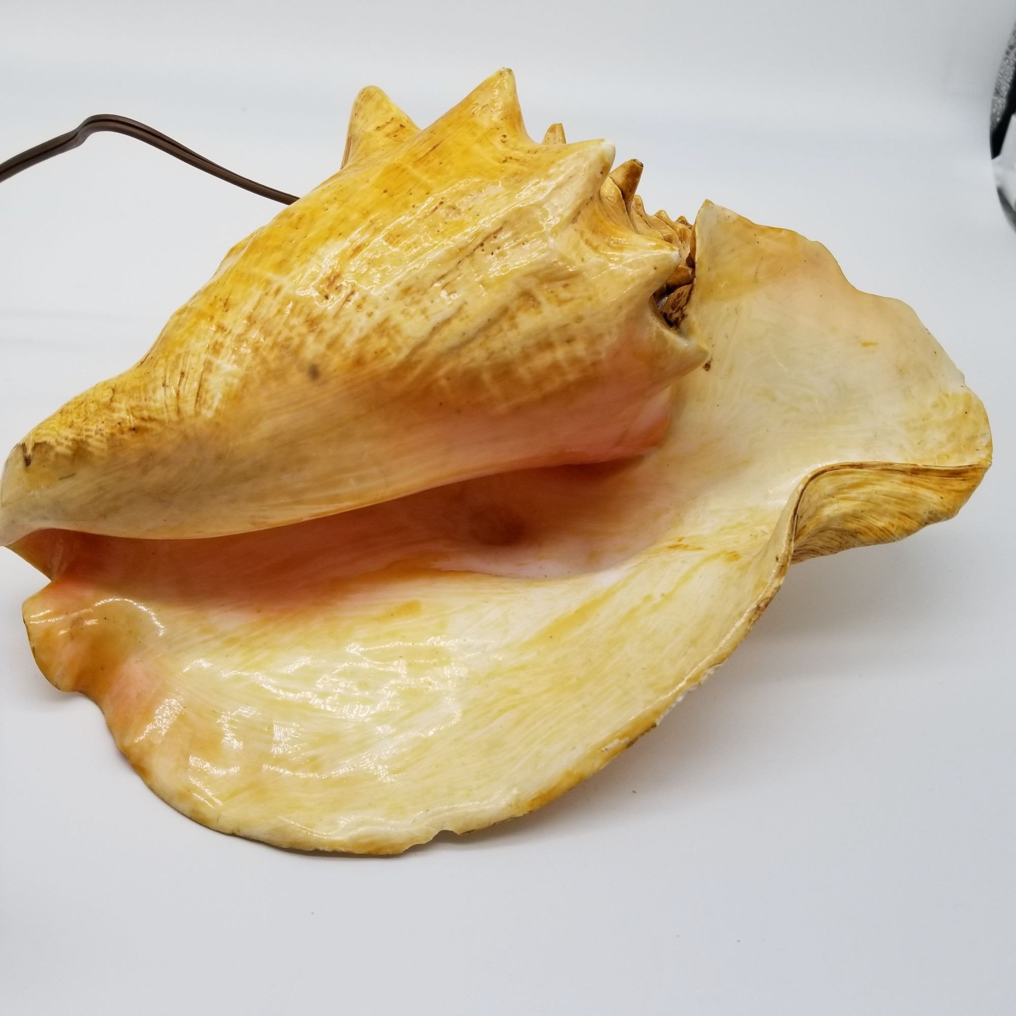 Vintage MCM Large Conch Shell Light Lamp Corded Switch Stained Red 3 ...