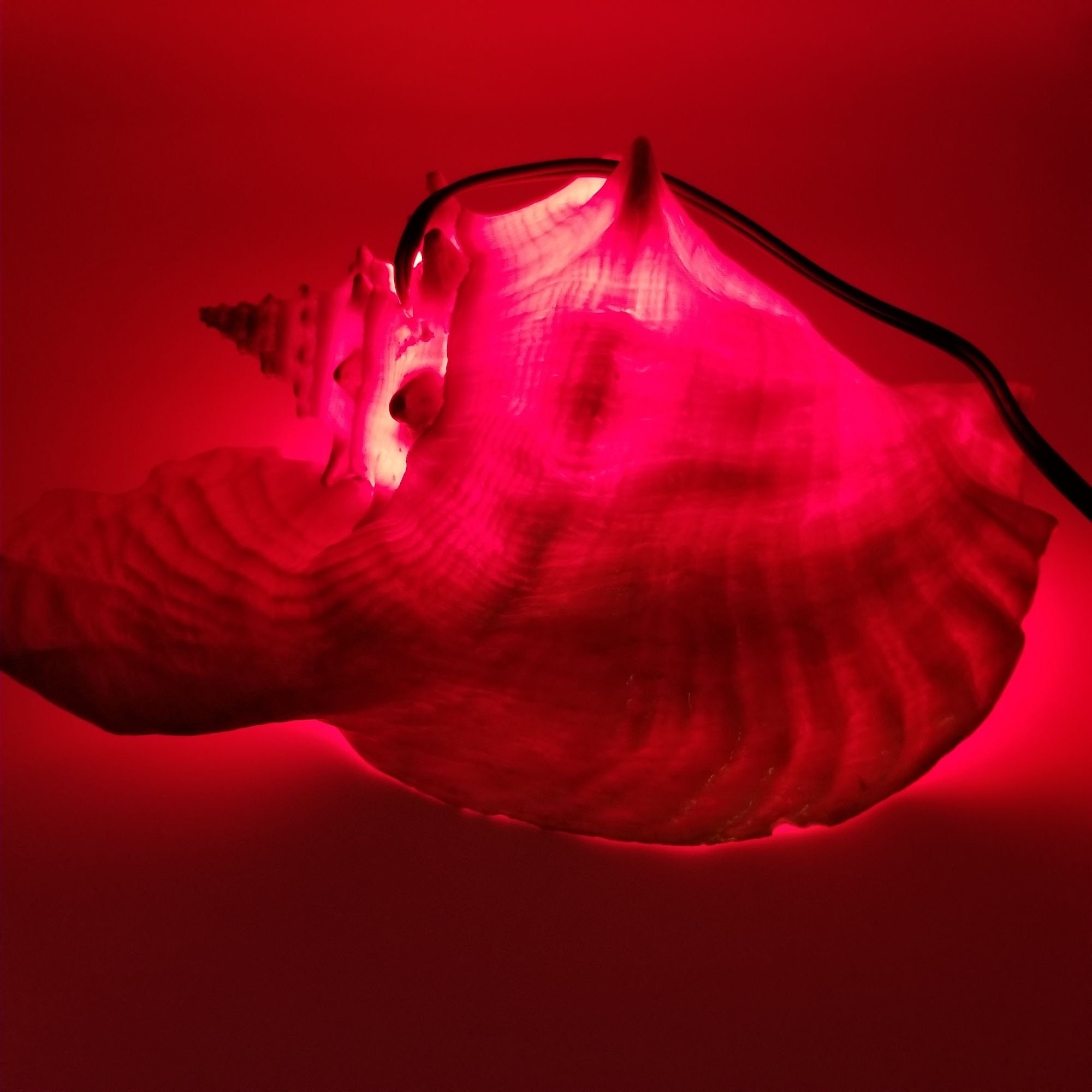 Vintage MCM Large Conch Shell Light Lamp Corded Switch Stained Red 3 ...