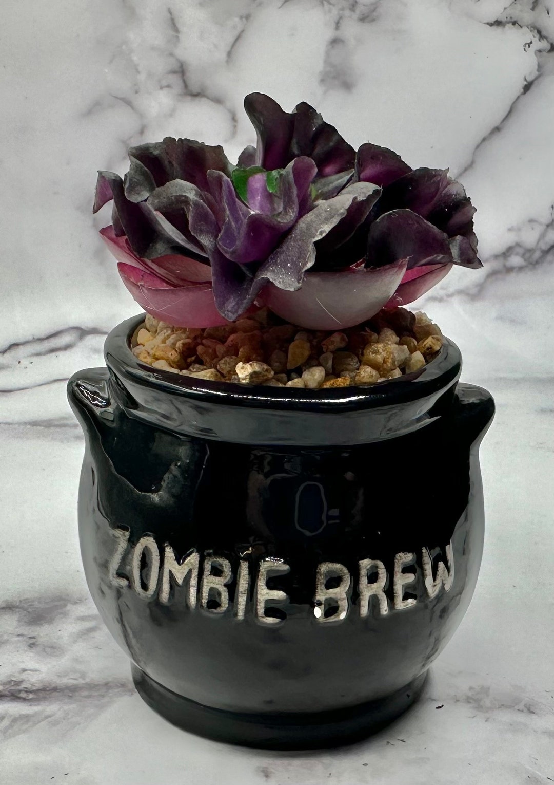 Zombie Brew Spooky Succulent - Etsy