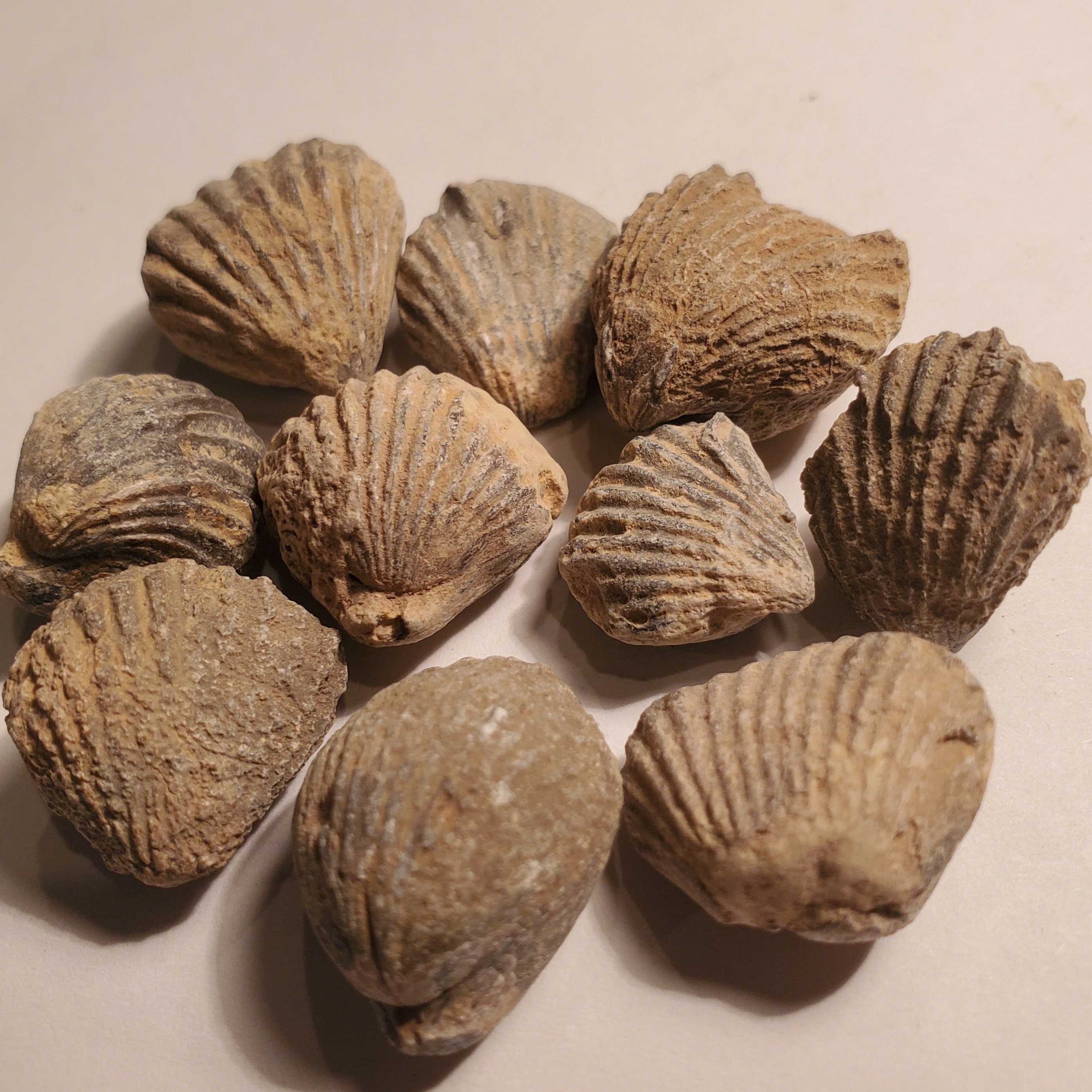 Brachiopod Fossil - Etsy