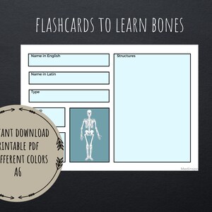 Skeletal System Flashcards PDF | Printable Digital Template | Study ...