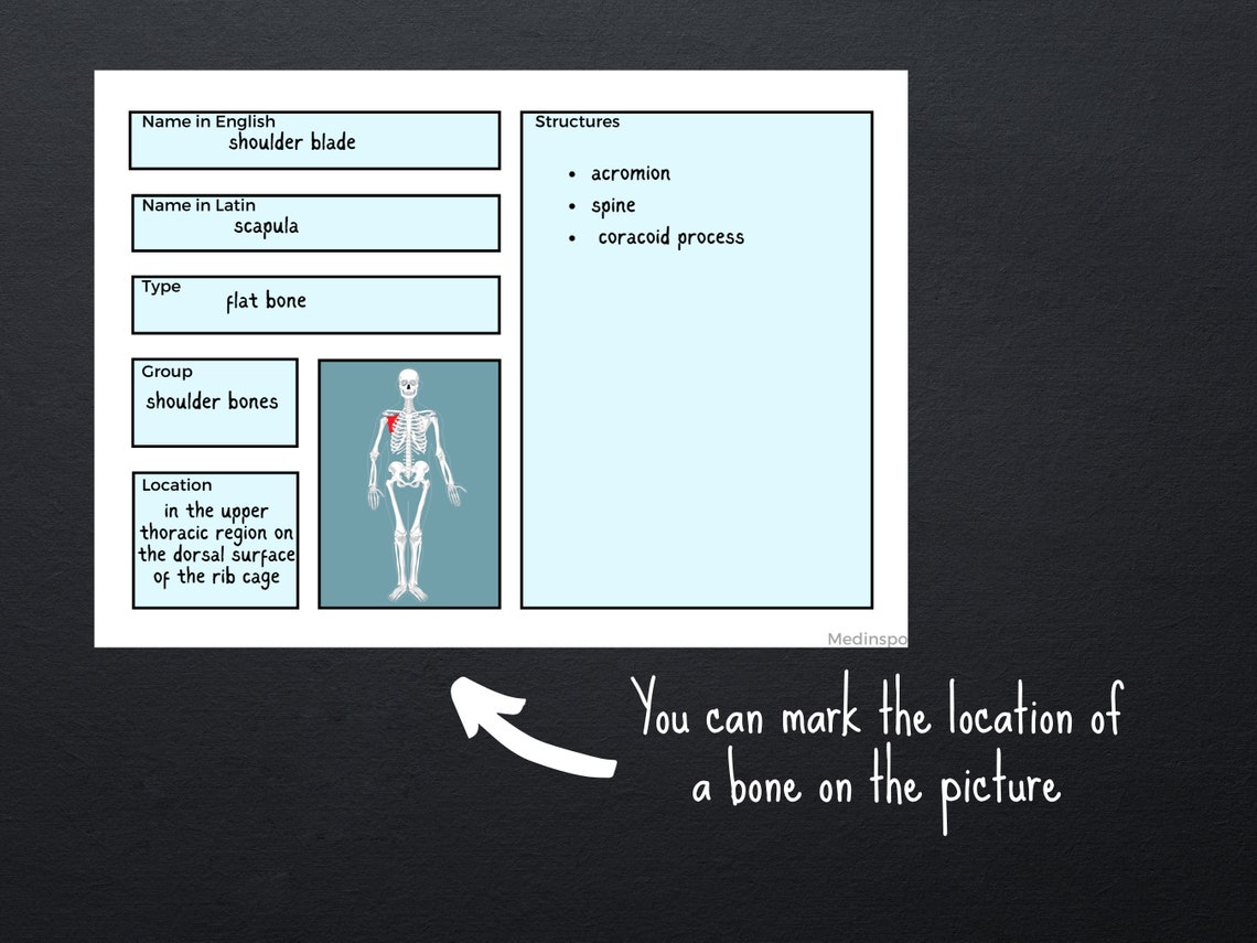 Skeletal System Flashcards PDF | Printable Digital Template | Study ...