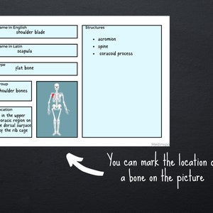 Skeletal System Flashcards PDF | Printable Digital Template | Study ...