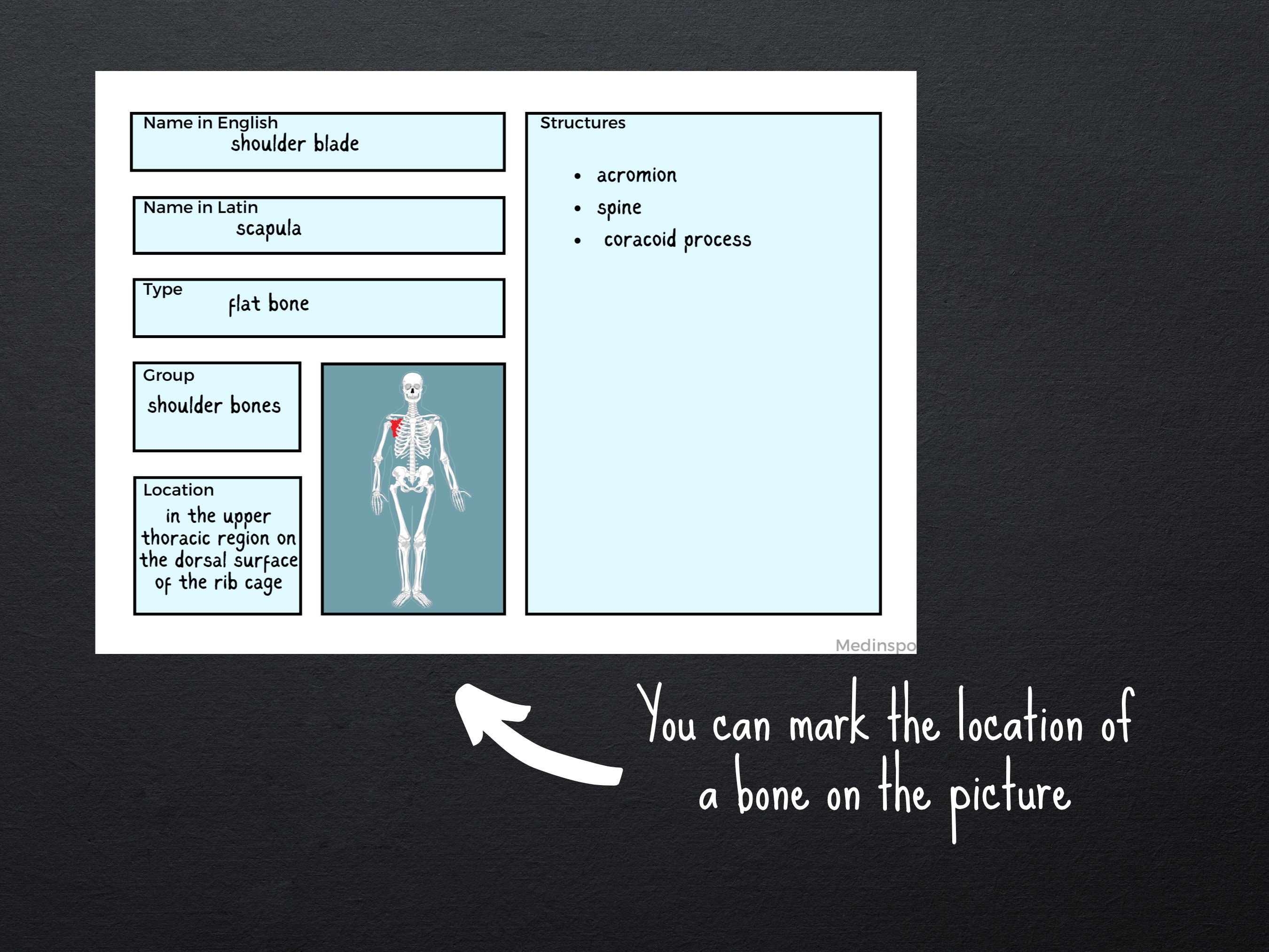 Skeletal System Flashcards PDF | Printable Digital Template | Study ...