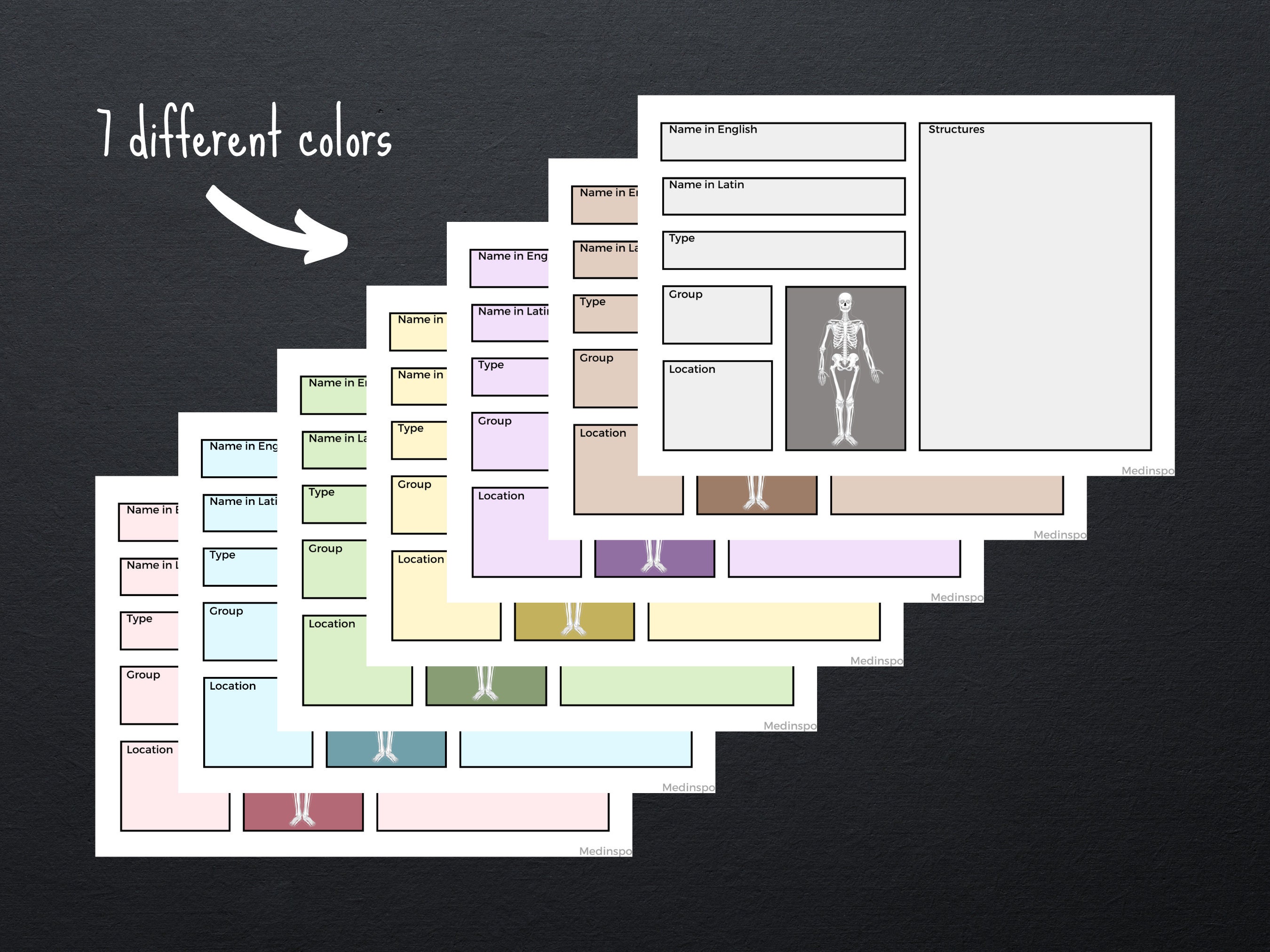 Skeletal System Flashcards PDF | Printable Digital Template | Study ...