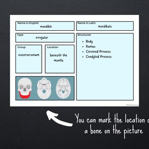 Cranium Skull Flashcards PDF | Printable Digital Template | Study ...