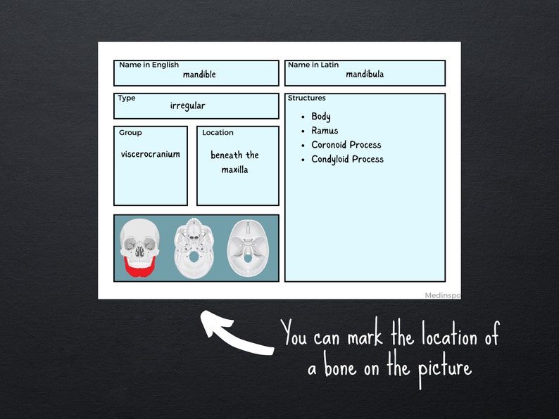 Cranium Skull Flashcards PDF | Printable Digital Template | Study ...
