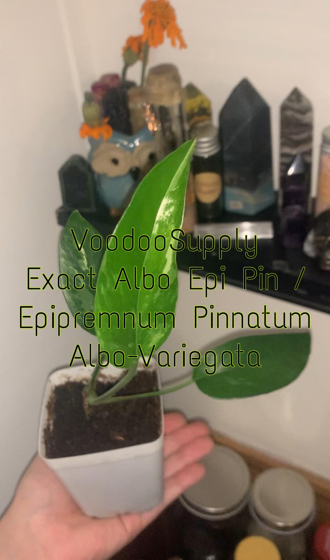 Exact Epipremnum Pinnatum Albo-variegata Epi Pin Variegated Live Rare ...