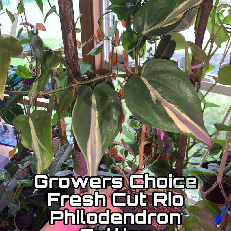 Rare House Plants - Etsy