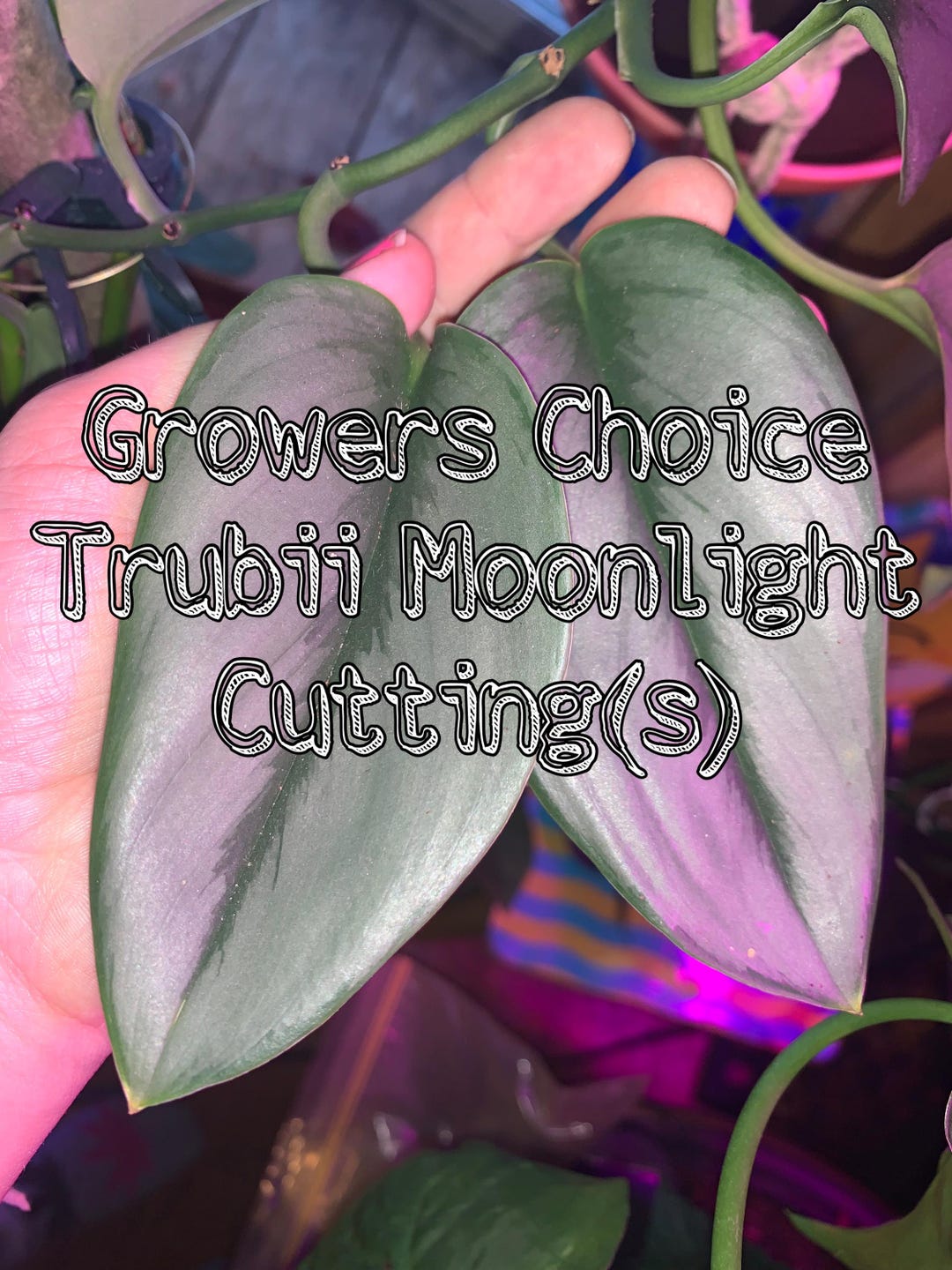 Trubii Moonlight Scindapsus Pothos Look Alike Growers Choice Fresh Live ...