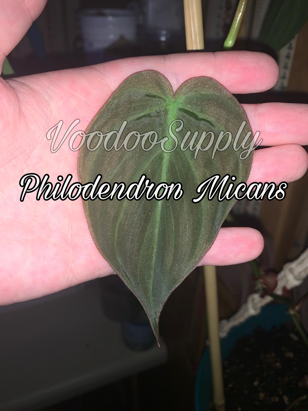 Philodendron Micans Mican House Plant Rare Growers Choice Cuttings for ...
