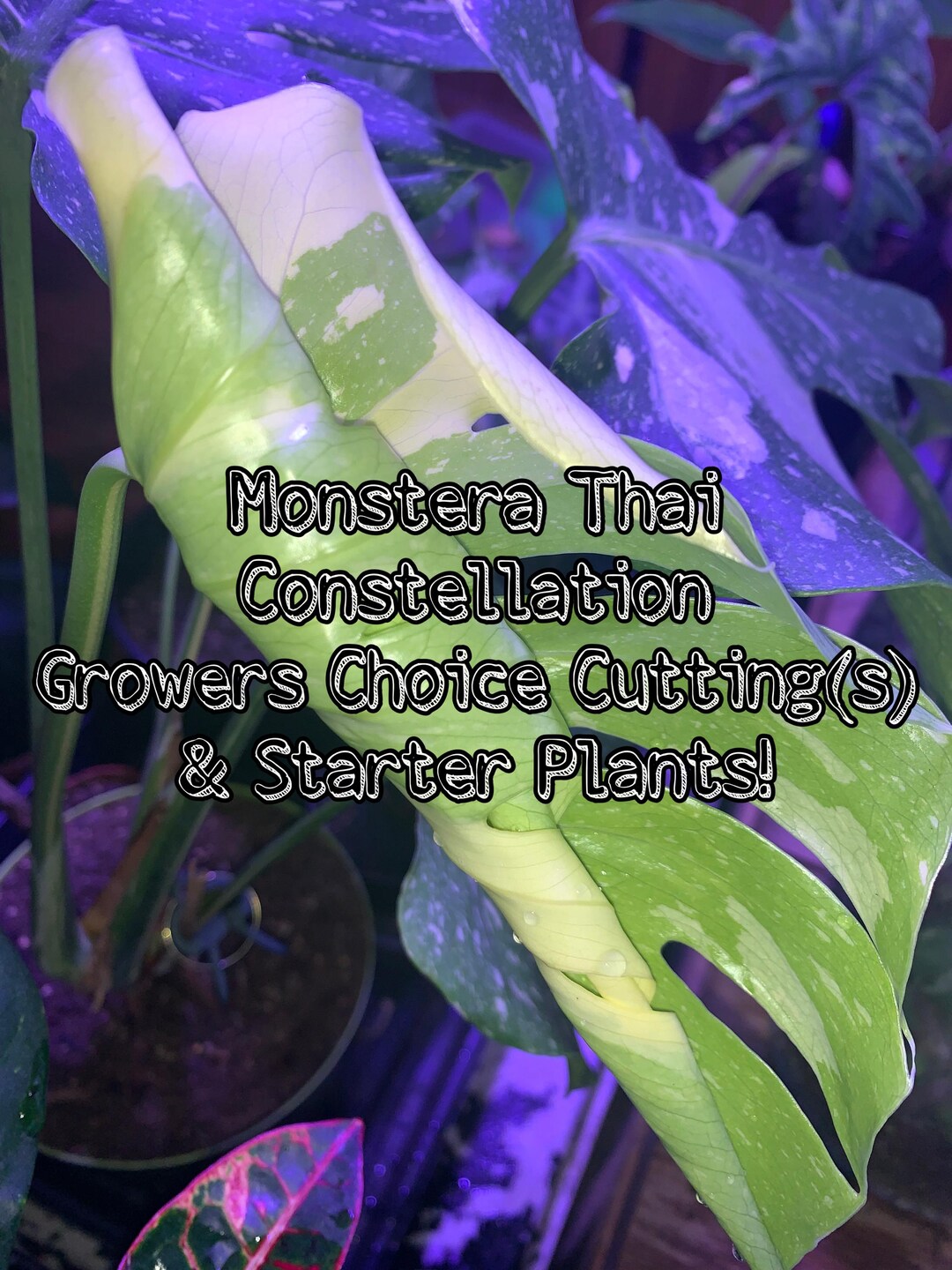 Monstera Thai Constellation Genetically Stable Variegated Growers Choice Cuttings, Live, Rare ...