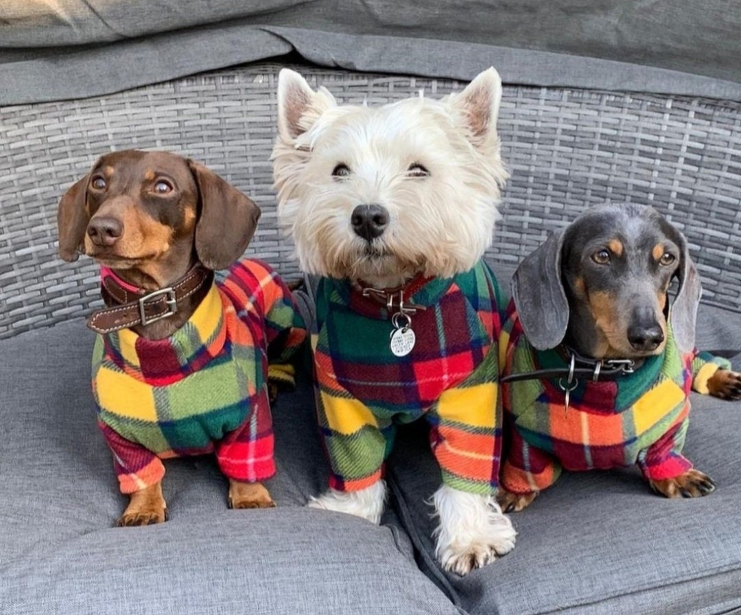 Waterproof Dog Onsie, Dog Coat Dog Fleece, Dog Suit. Bespoke. Dog ...