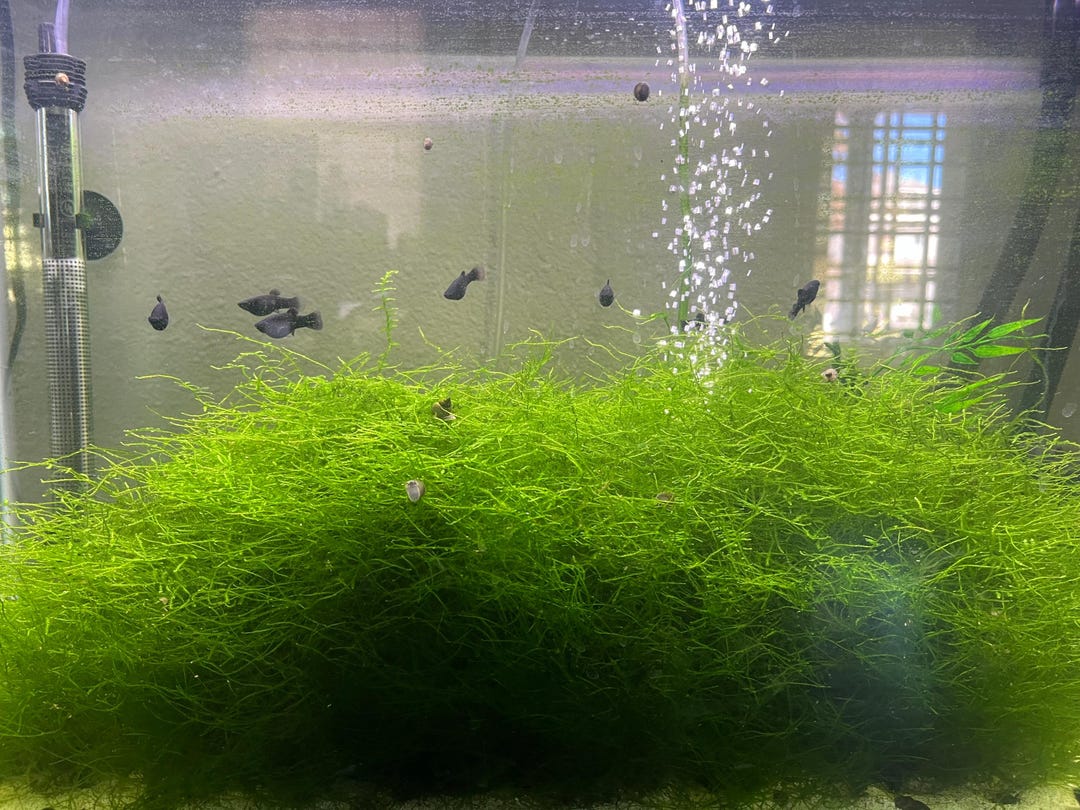 Java Moss Golf Ball Size - Etsy