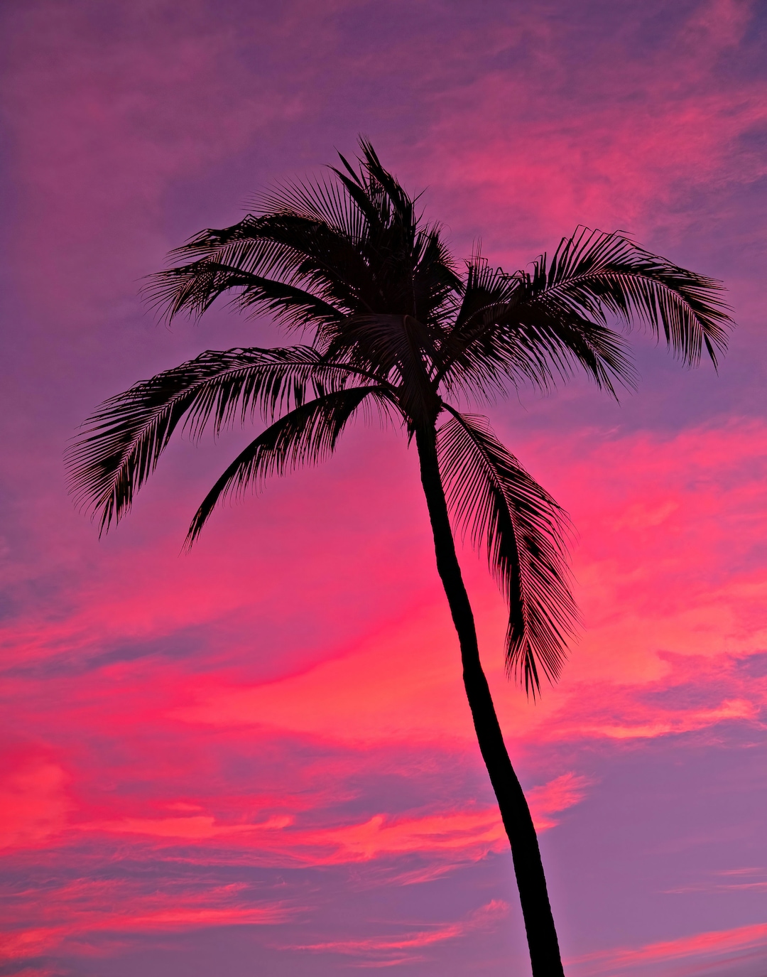Palm Tree Sunset, Photography Canvas Wall Decor Wall Art Cabo San Lucas ...