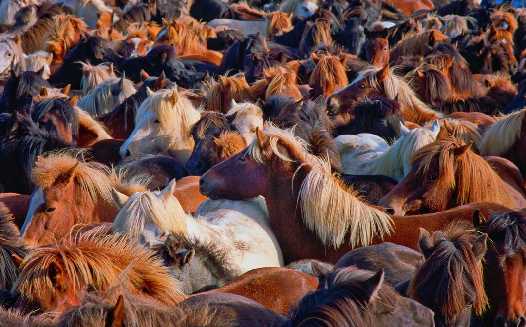 Horse Round up Wild Horse Iceland Horses Wall Art Horse Photography ...