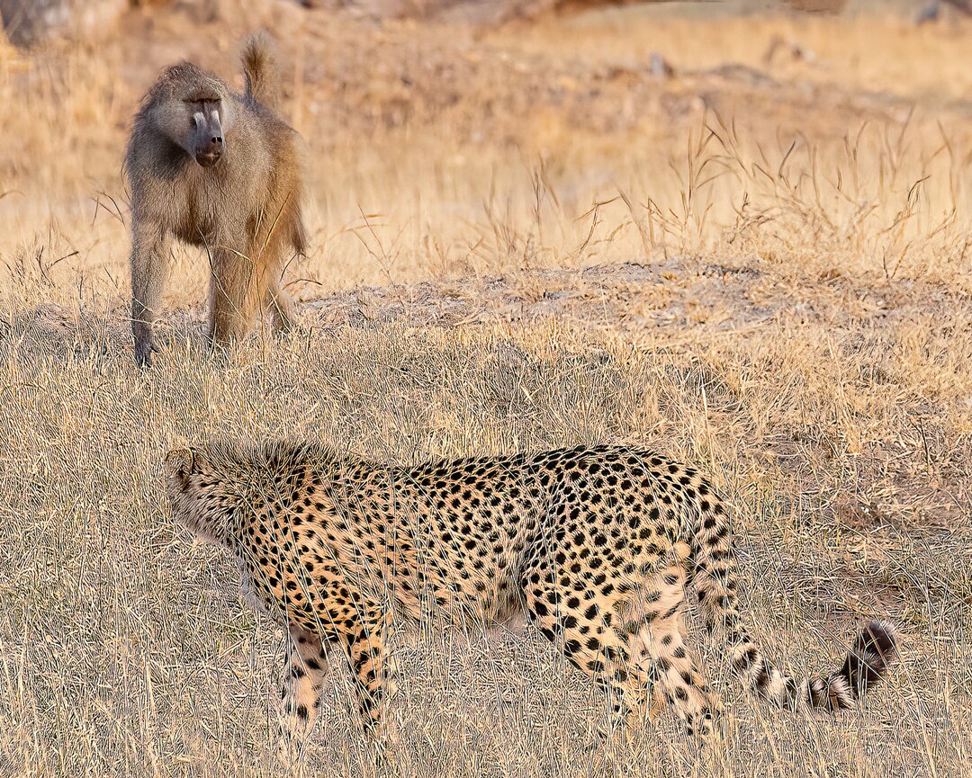 Baboon and Leopard Square off Canvas Print | South African Adventure ...