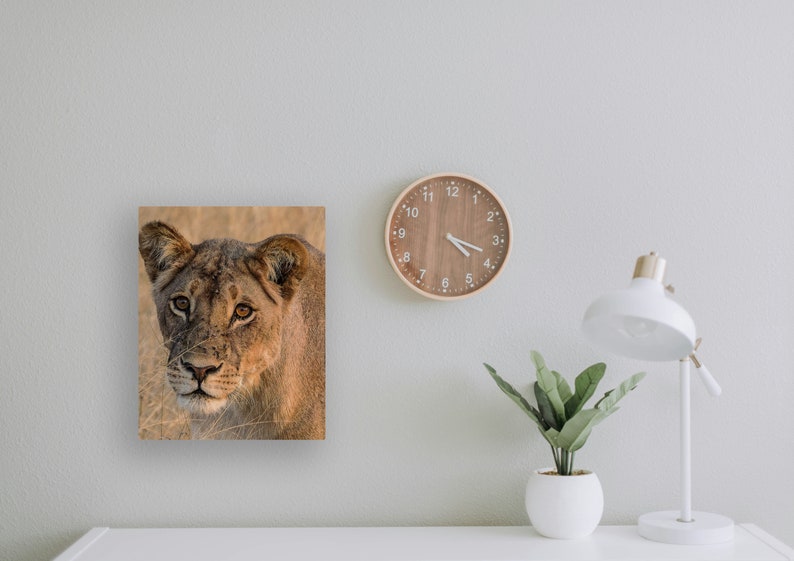 Lioness, South African Canvas Print | Adventure Photo Art | Wall Art ...