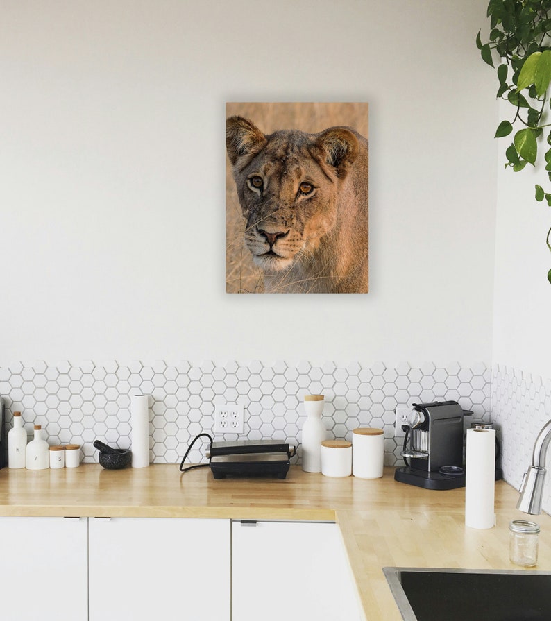 Lioness, South African Canvas Print | Adventure Photo Art | Wall Art ...