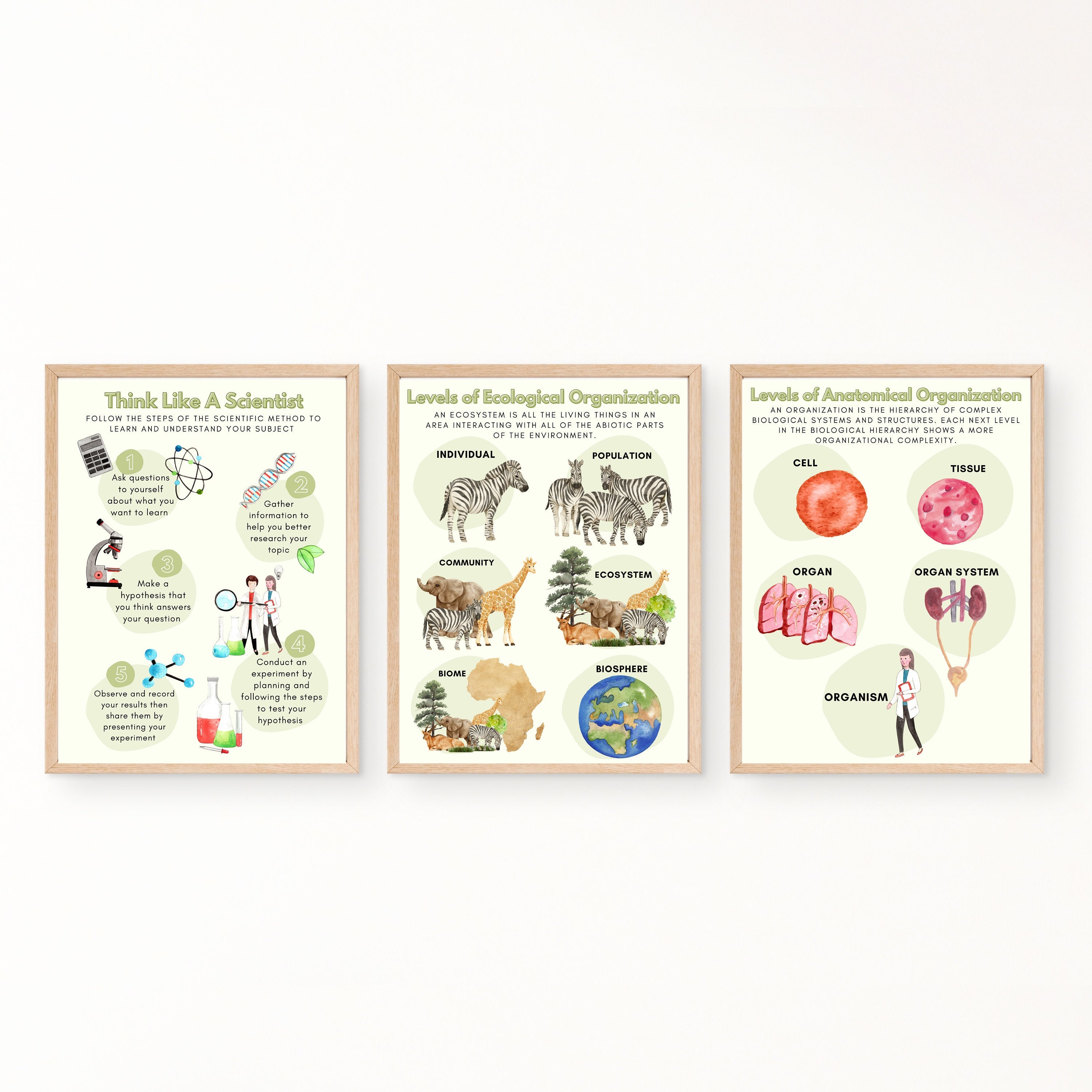 Set of 3 Biology Science Middle School Posters, Learning Poster, High ...