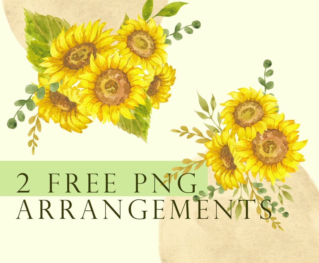 FREEBIE Sunflower Watercolor Clipart | Sunflower Bouqet Clipart PNG ...
