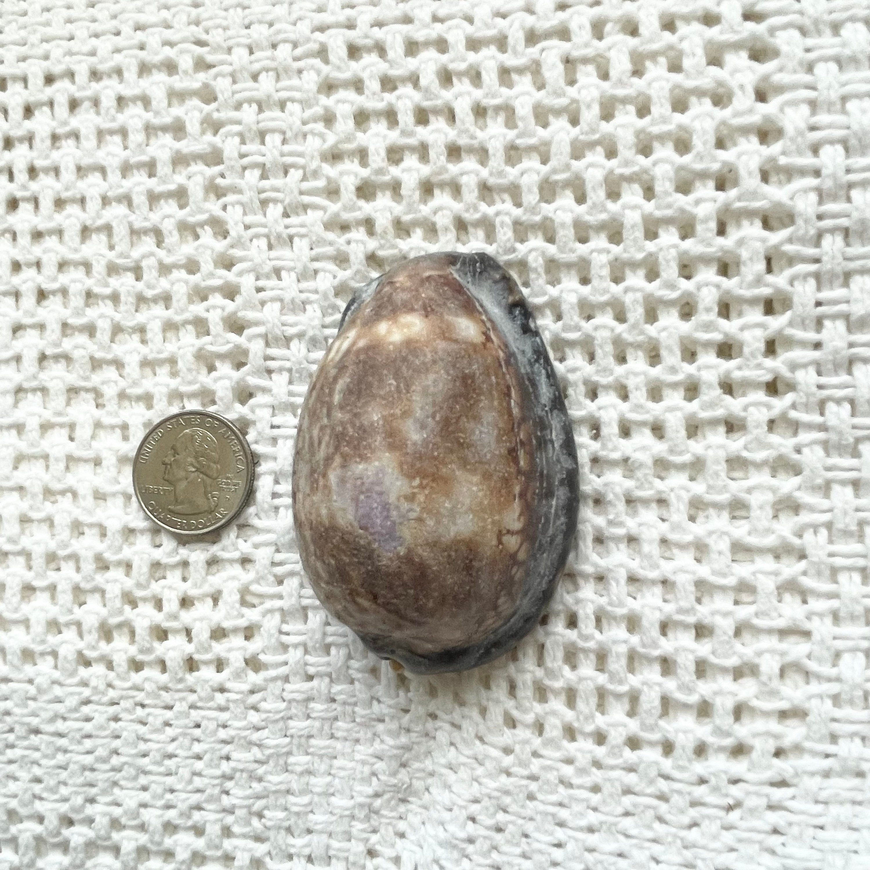 Hawaiian Hawai’i Large Reticulated Purple Leopard Cowrie Shell Jewelry ...