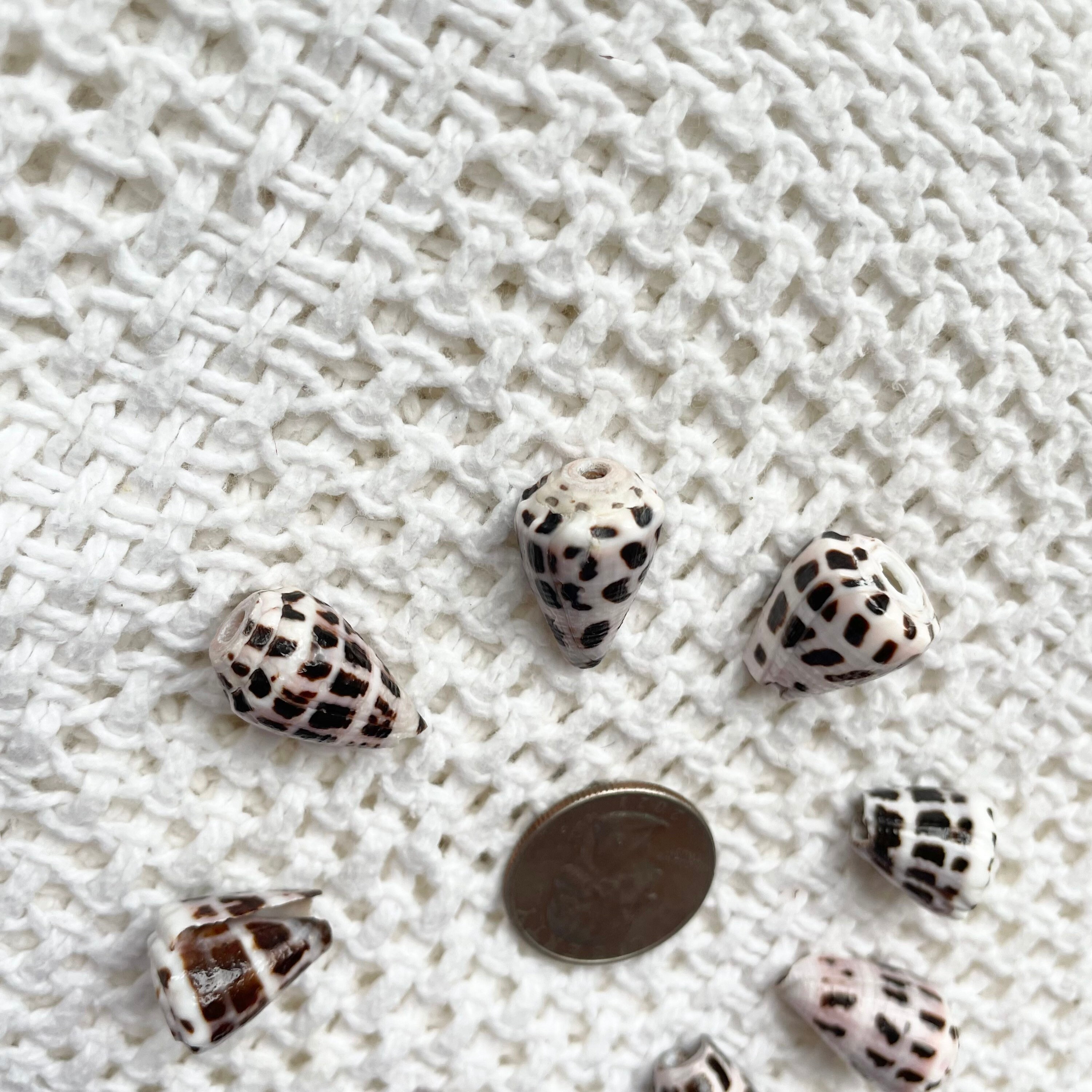 Hawaiian Hawaii Hebrew Cone Shell Lot of 8 PCS Jewelry Making - Etsy