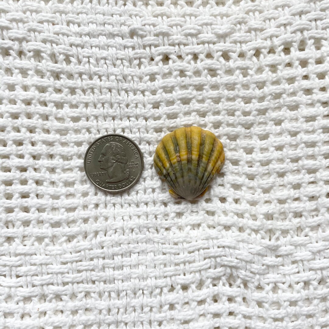 Hawaiian Hawaii Moonrise Sunrise Shell Langford Pecten Shell Jewelry ...