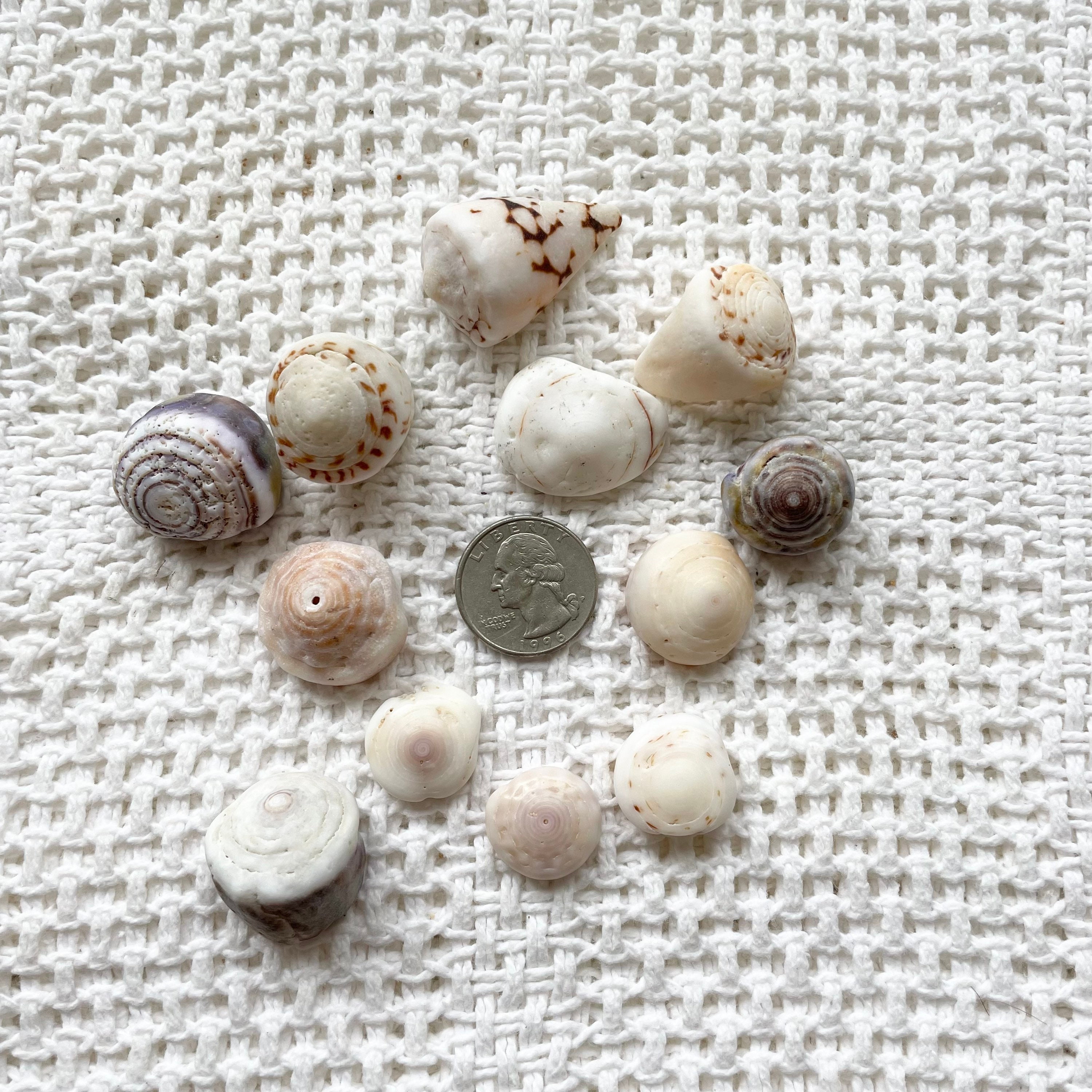 Hawaiian Hawai’i Large Puka Shells Lot of 12 PCS Jewelry Making Craft ...