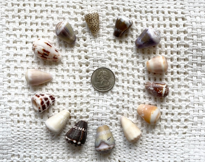Hawaiian Hawaii Medium Hebrew Rat Chaldean Cone Shell Lot of 14 PCS ...