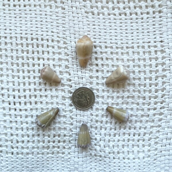 Hawaiian Cone Shell - Etsy