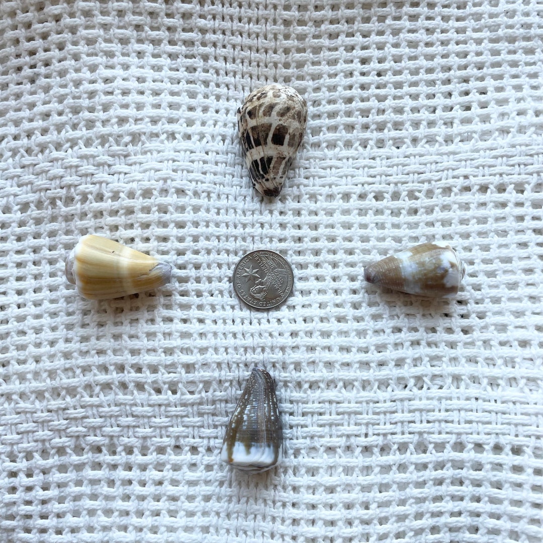 Hawaiian Hawai’i Hebrew Cone Shell Rat Cone Shell Golden Yellow Cone ...