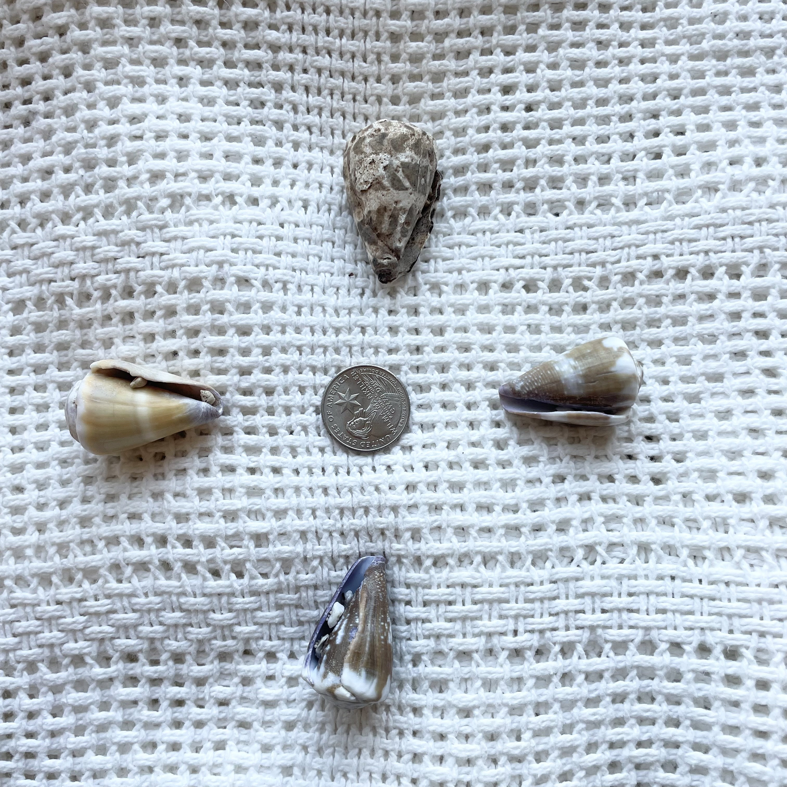 Hawaiian Hawai’i Hebrew Cone Shell Rat Cone Shell Golden Yellow Cone ...