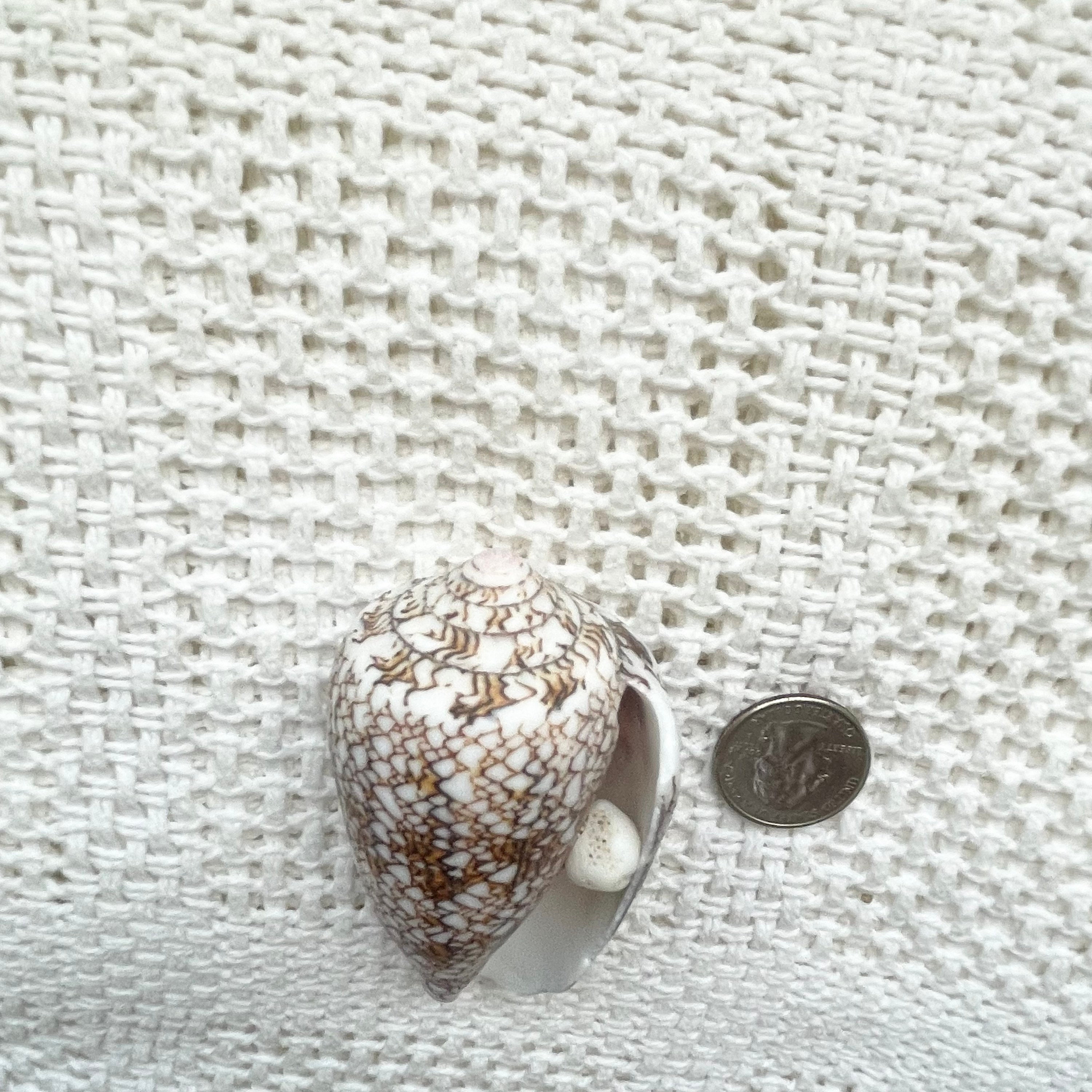 Hawaiian Hawaii Rare Textile Cone Shell Jewelry Making - Etsy