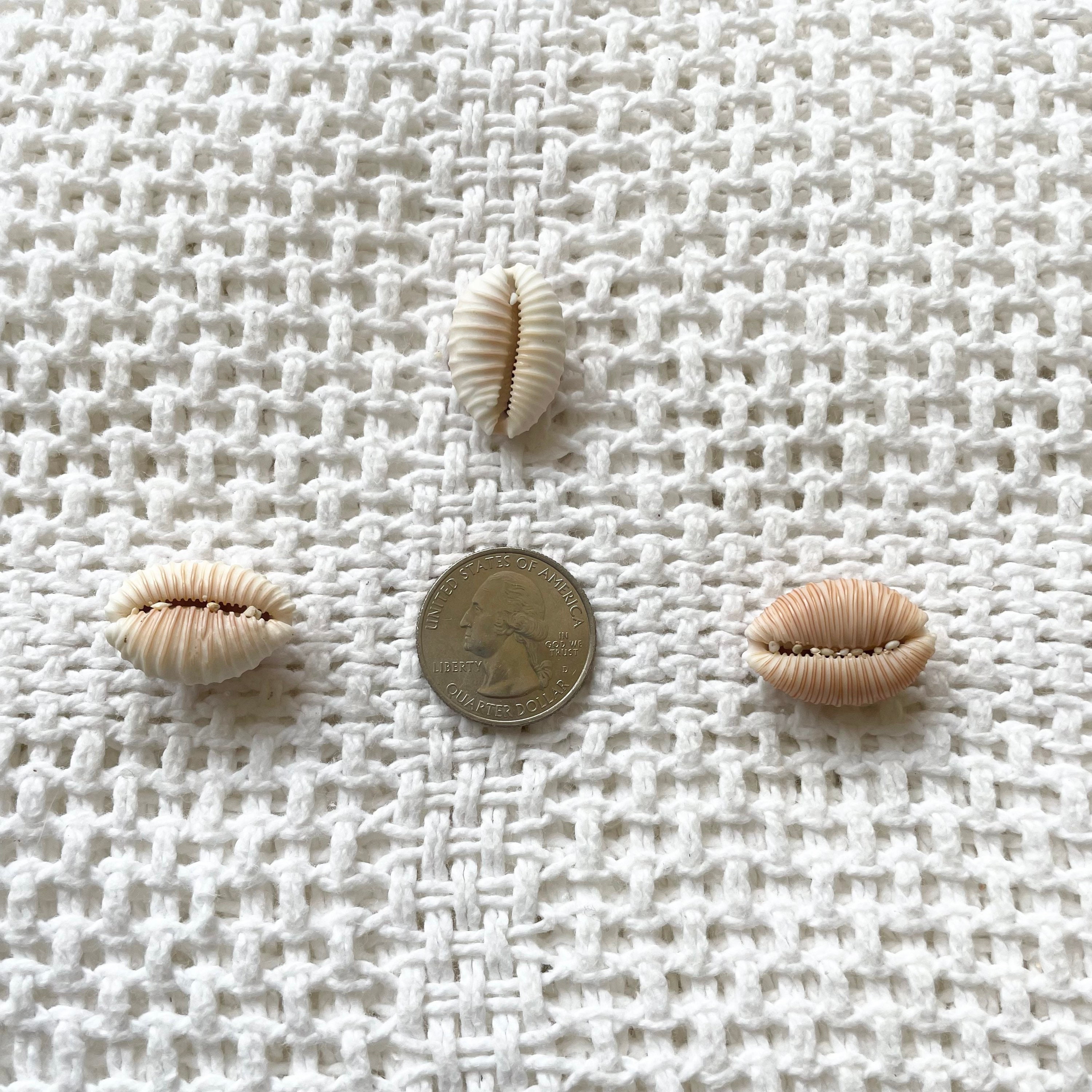 Hawaiian Hawaii Endemic Rare Bumpy Granulated Cowrie Shell Lot 3 PCS ...