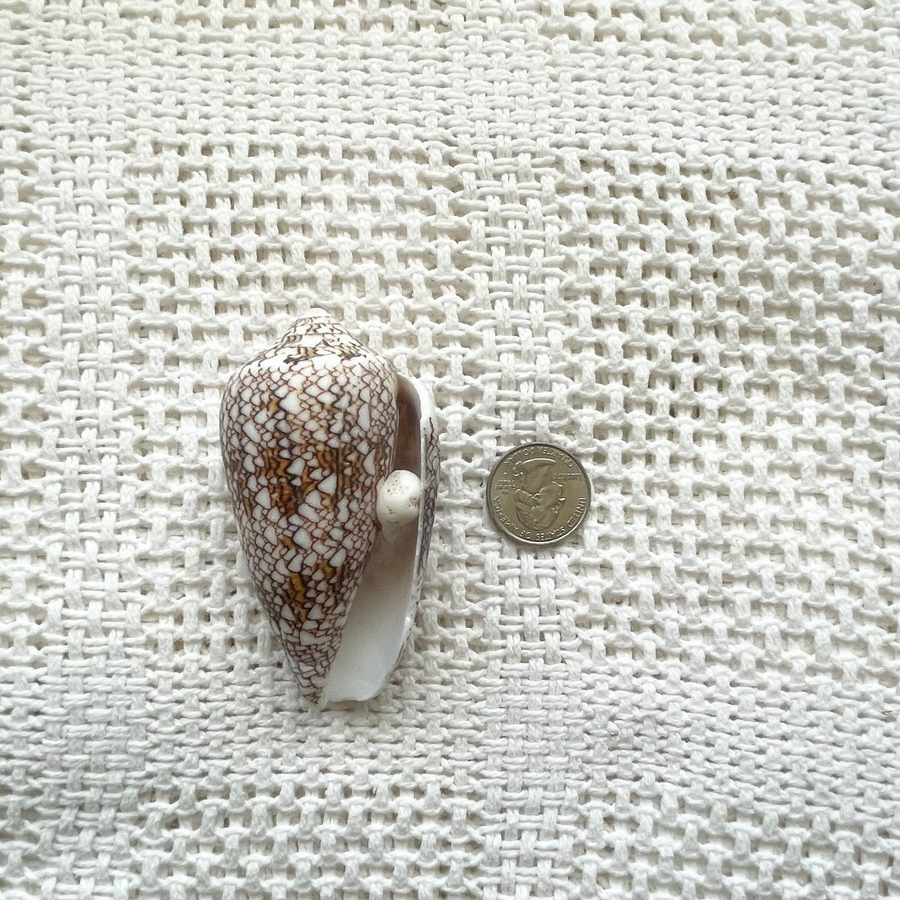 Hawaiian Hawaii Rare Textile Cone Shell Jewelry Making - Etsy