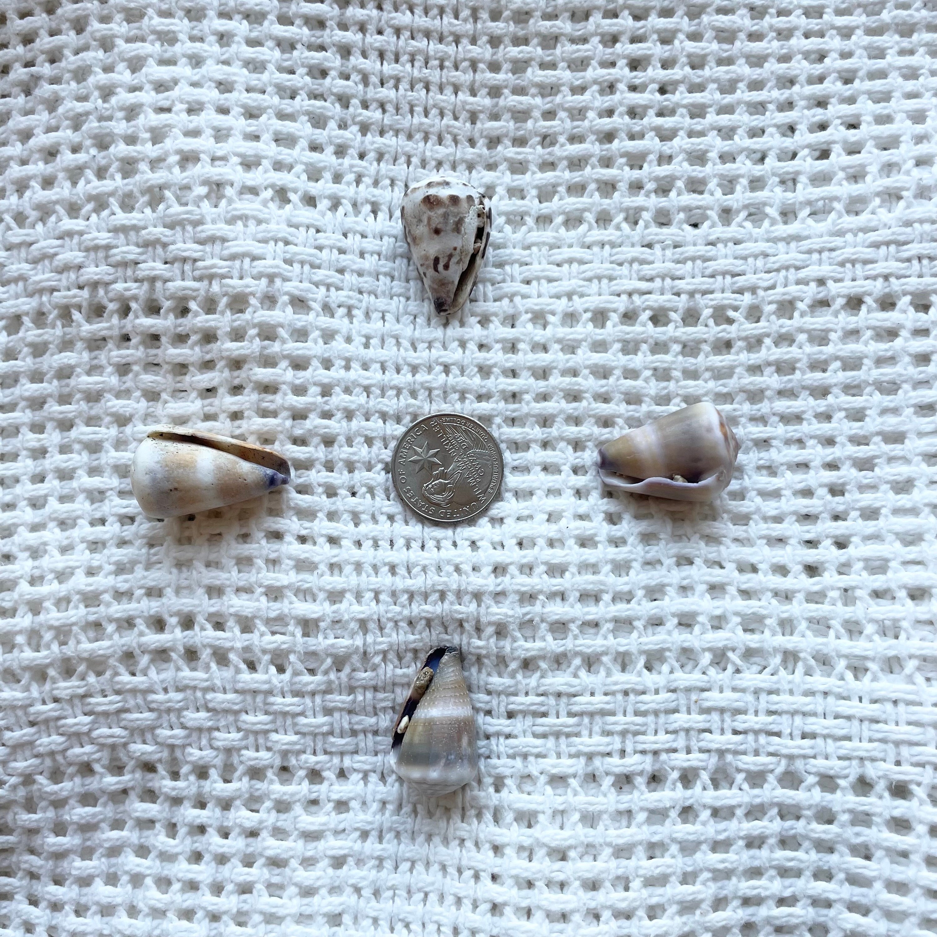 Hawaiian Hawai’i Hebrew Cone Shell Golden Yellow Cone Lot 4 PCS Jewelry ...