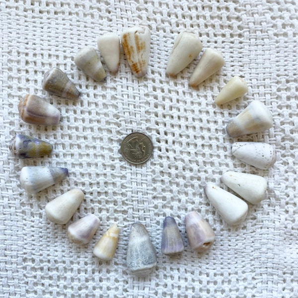 Cone Shell Bangle - Etsy