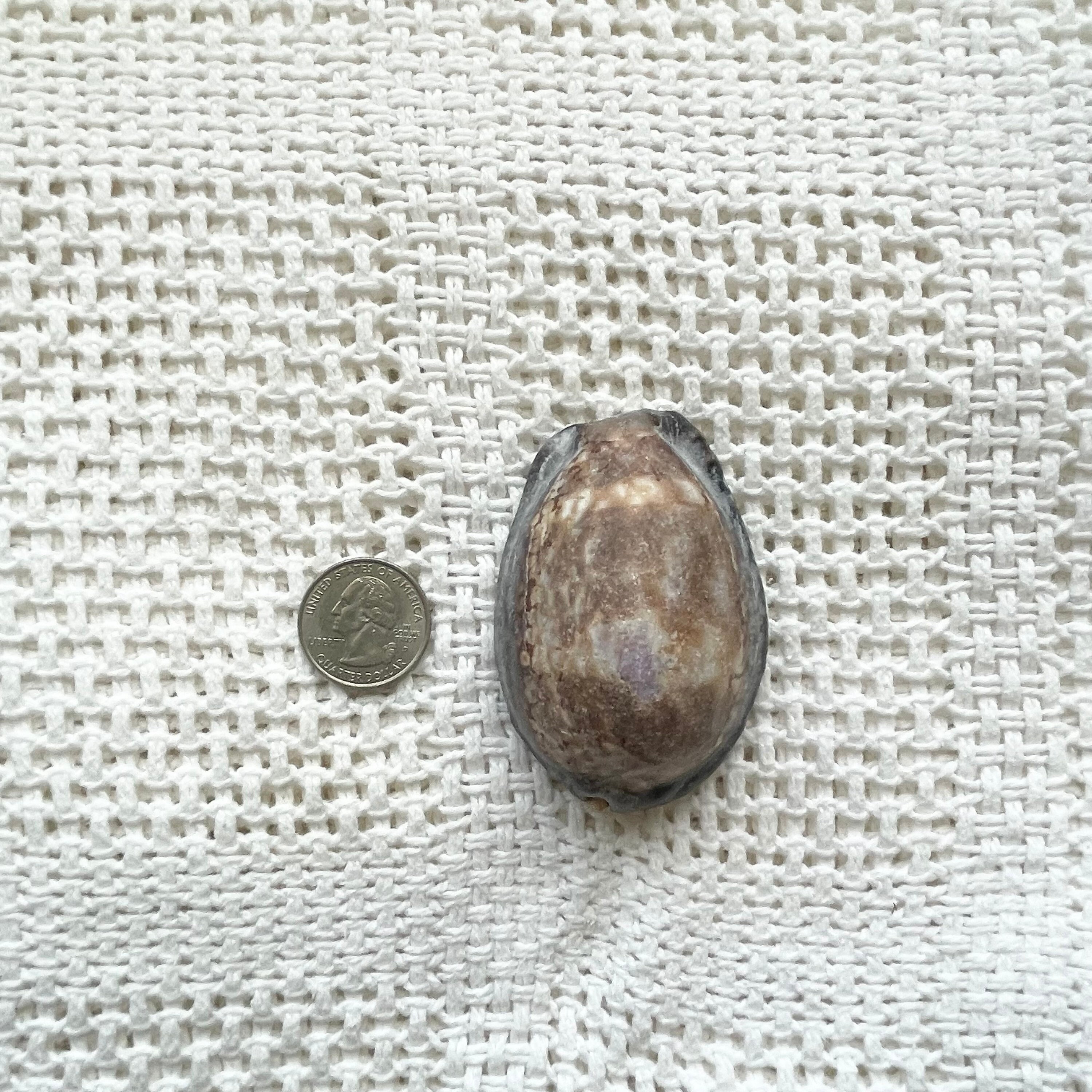 Hawaiian Hawai’i Large Reticulated Purple Leopard Cowrie Shell Jewelry ...