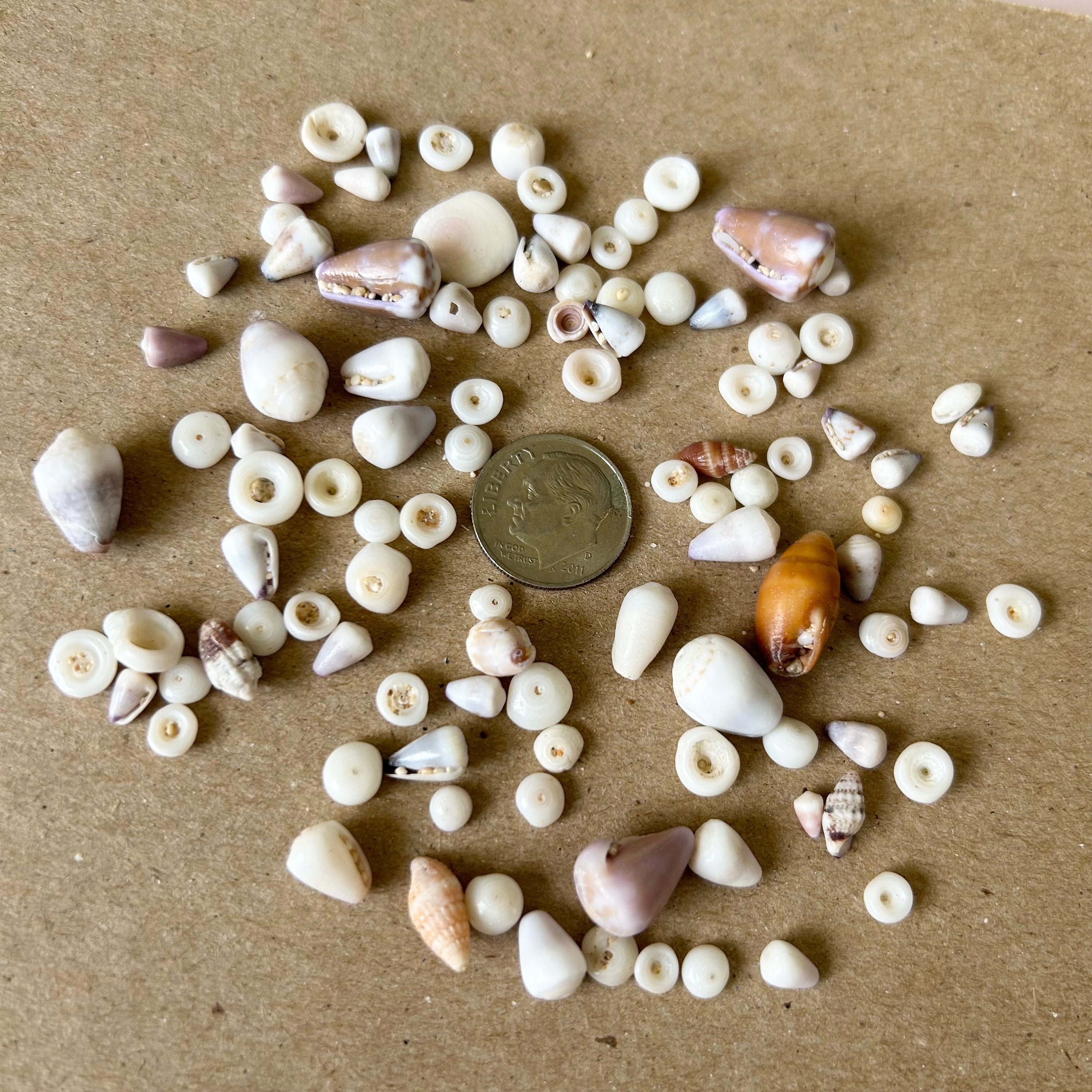 Hawaiian Hawai’i Dainty Puka Shell Baby Hermit Shells Cone Shells 100 ...