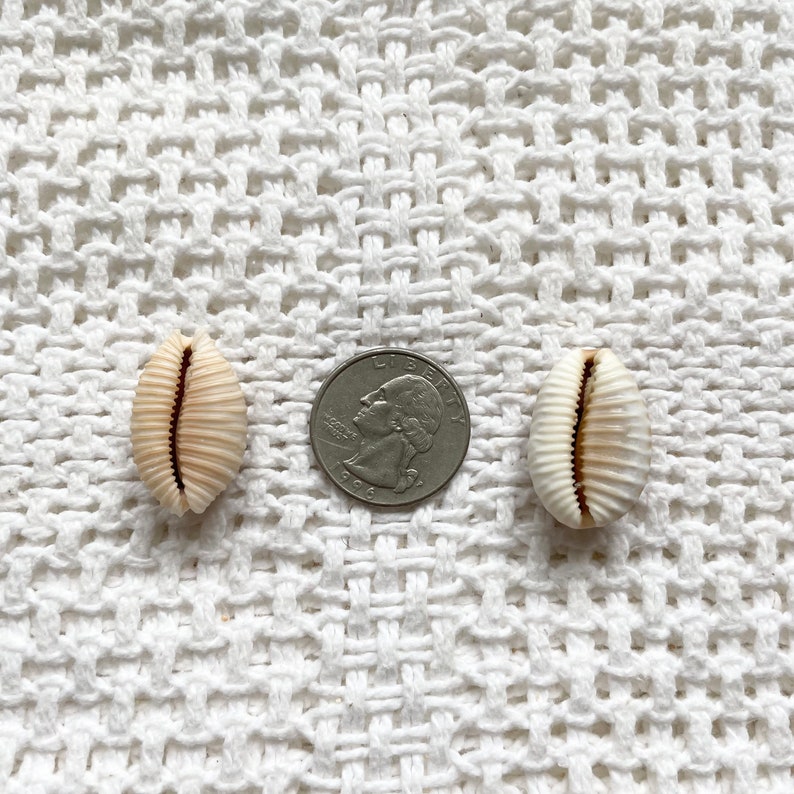 Hawaiian Hawaii Endemic Rare Bumpy Granulated Cowrie Shell Pair Lot 2 ...