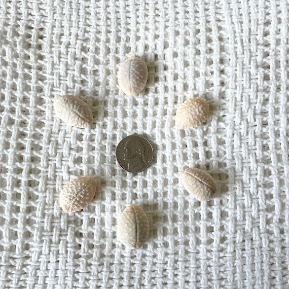 Hawaiian Hawaii Endemic Rare Bumpy Granulated Cowrie Shell | Etsy