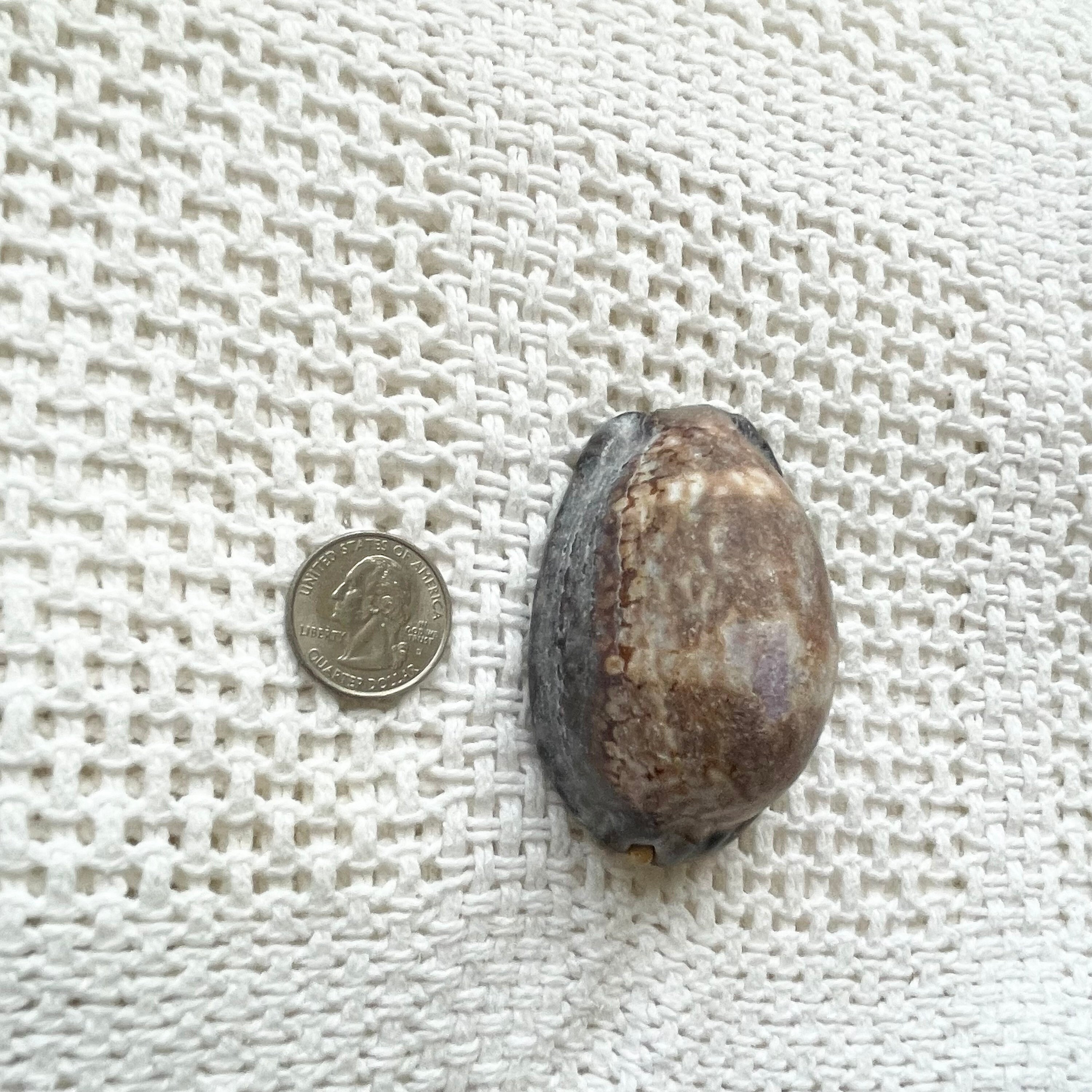 Hawaiian Hawai’i Large Reticulated Purple Leopard Cowrie Shell Jewelry ...